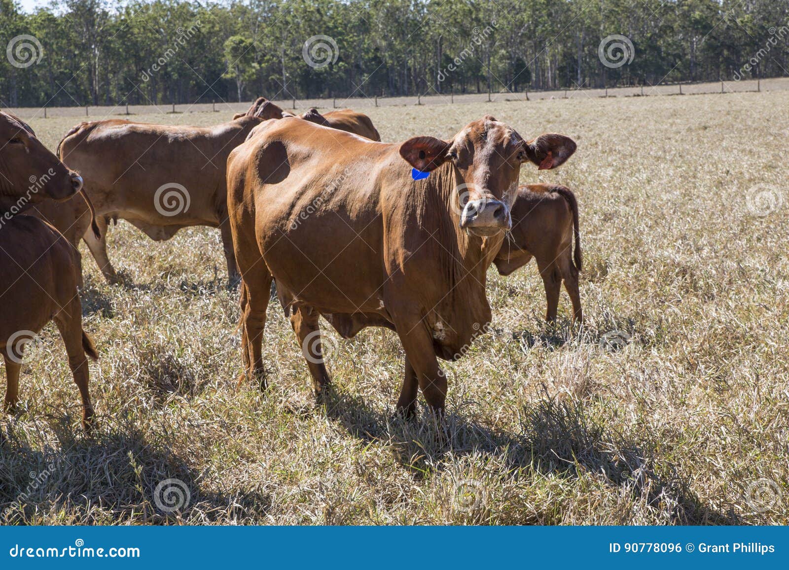 Herd of Droughtmaster Cattle Stock Photo - Image of country ...