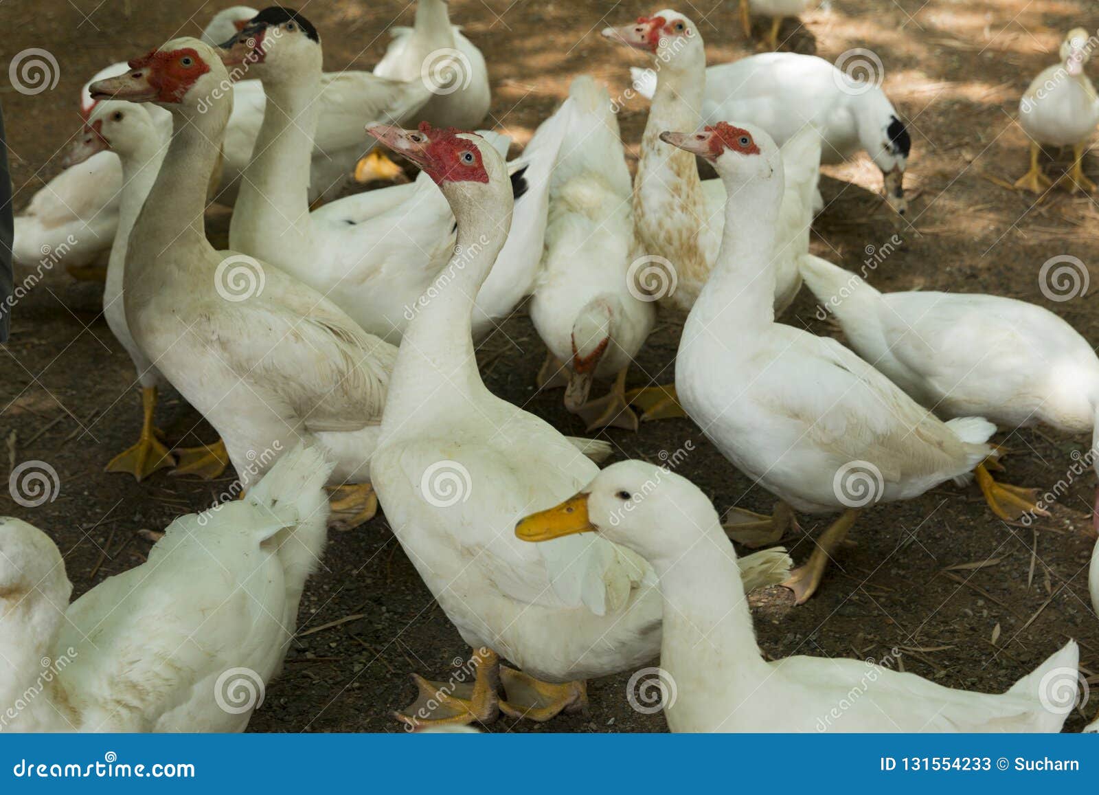 Herd of Ducks in Farm Animal. Ducks Standing on Soil Floor Stock Image ...
