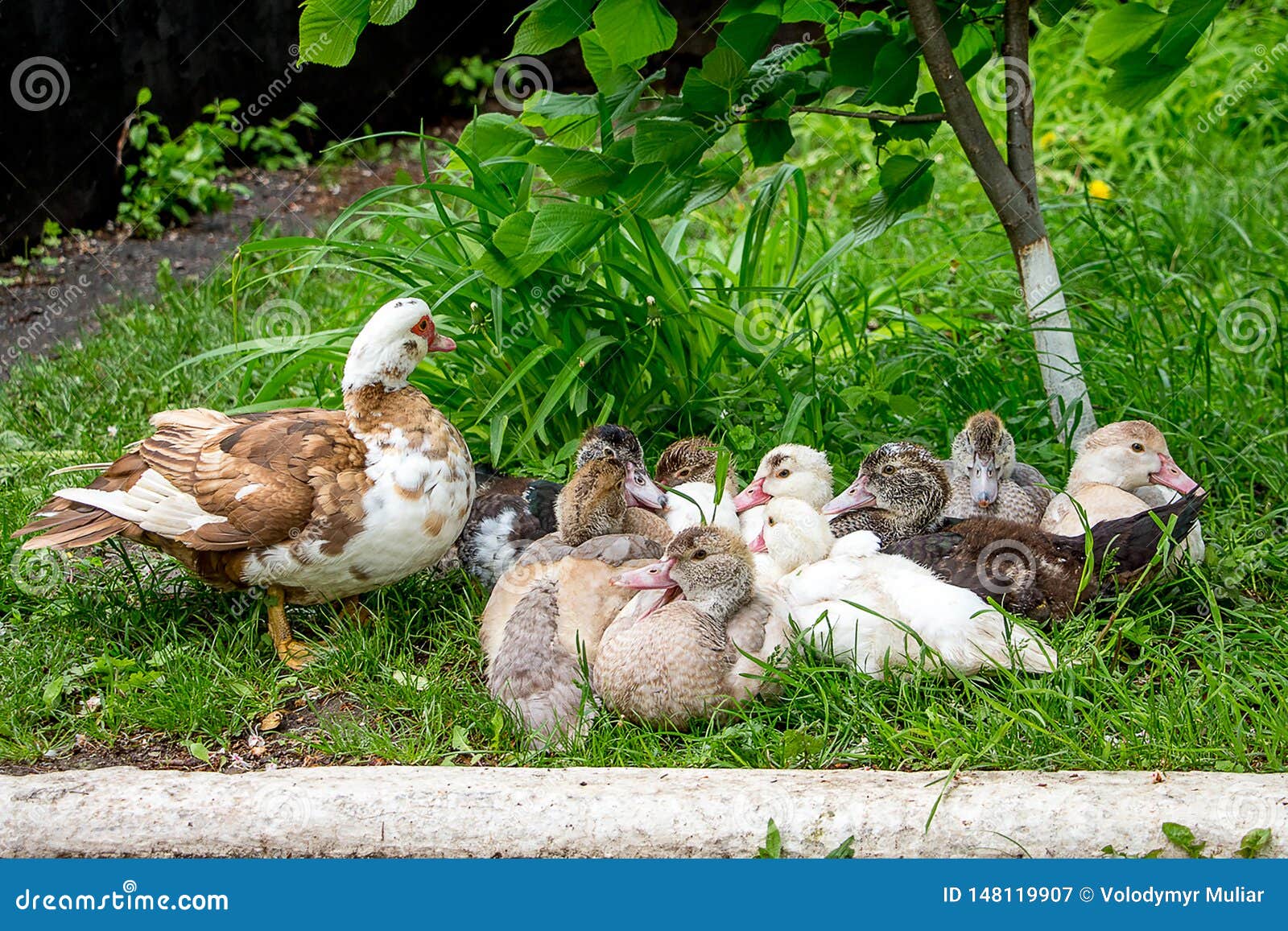 Herd of Ducks on the Grass Under the Tree_ Stock Image - Image of ...