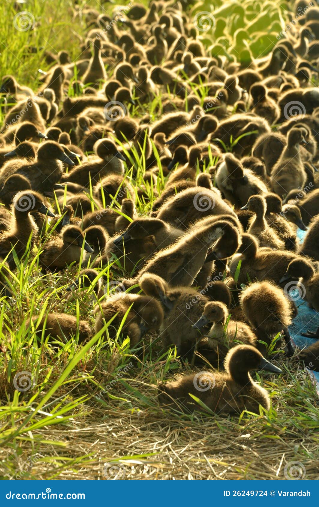 Herd of Ducks in Plastic Fence in the Rice Field Stock Photo - Image of ...
