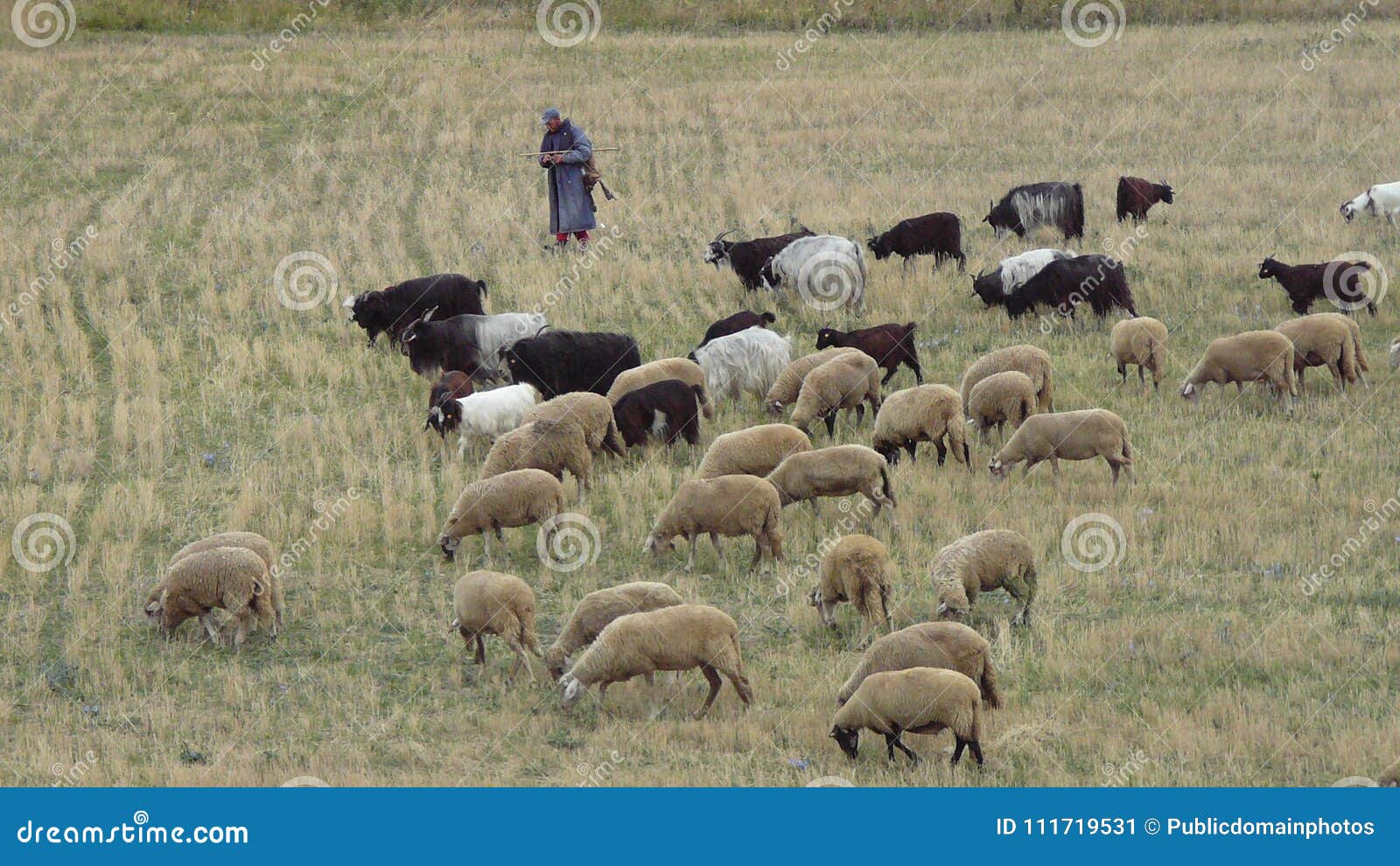 Herd, Ecosystem, Grassland, Grazing Picture. Image: 111719531
