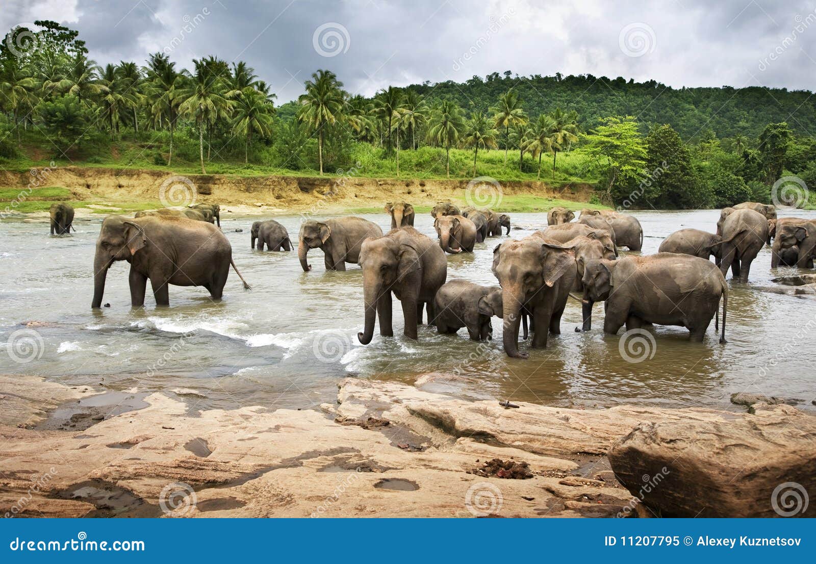 Herd of Elephants stock image. Image of water, crossing - 11207795
