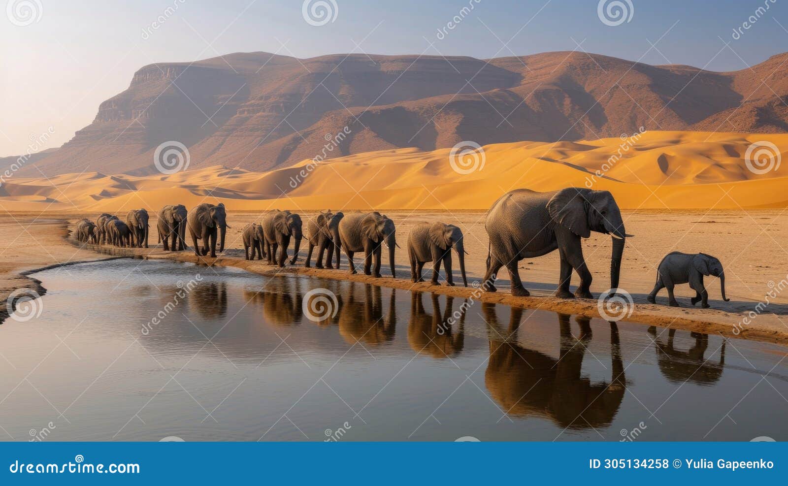 A Herd of Elephants Came To Water at an Oasis in the Middle of the ...