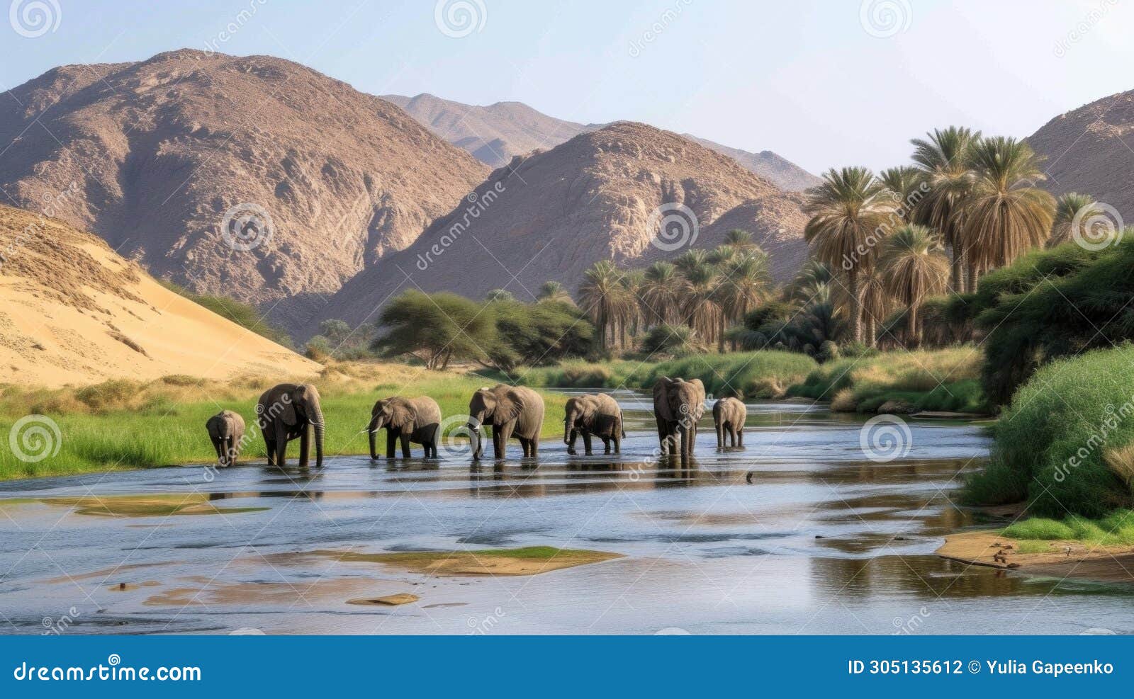 A Herd of Elephants Came To Water at an Oasis in the Middle of the ...