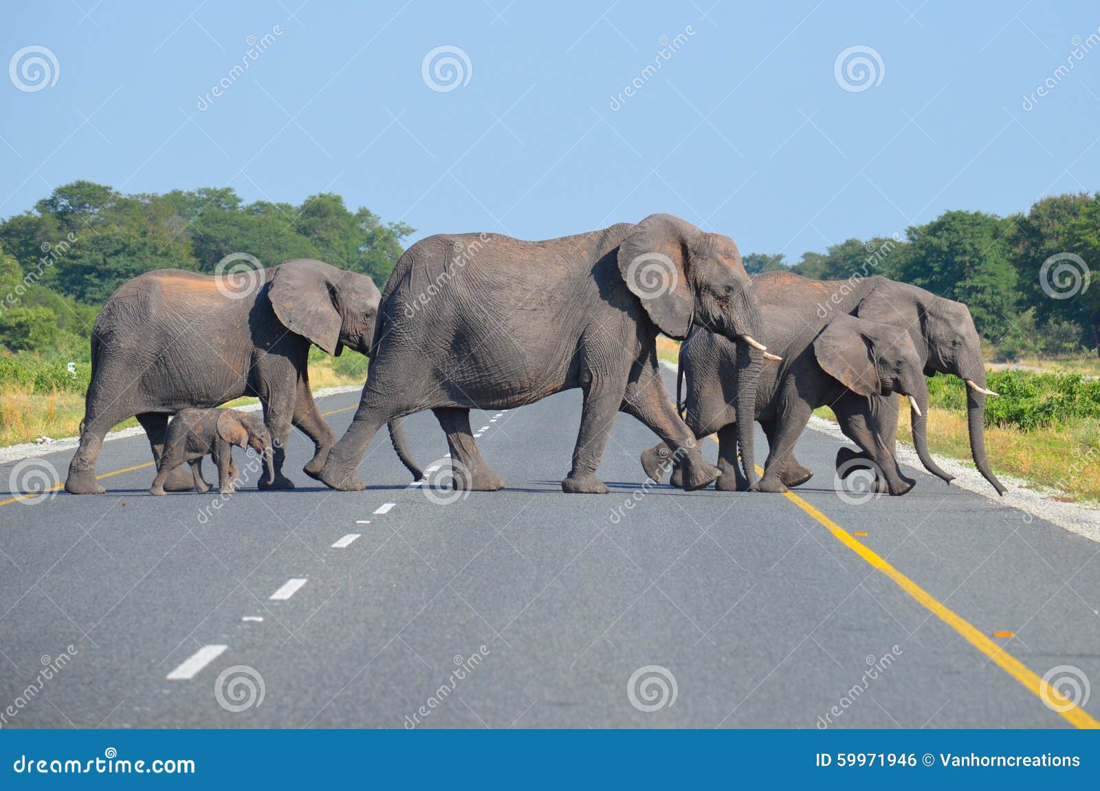 Herd of Elephants Crossing the Road Stock Photo - Image of fauna ...