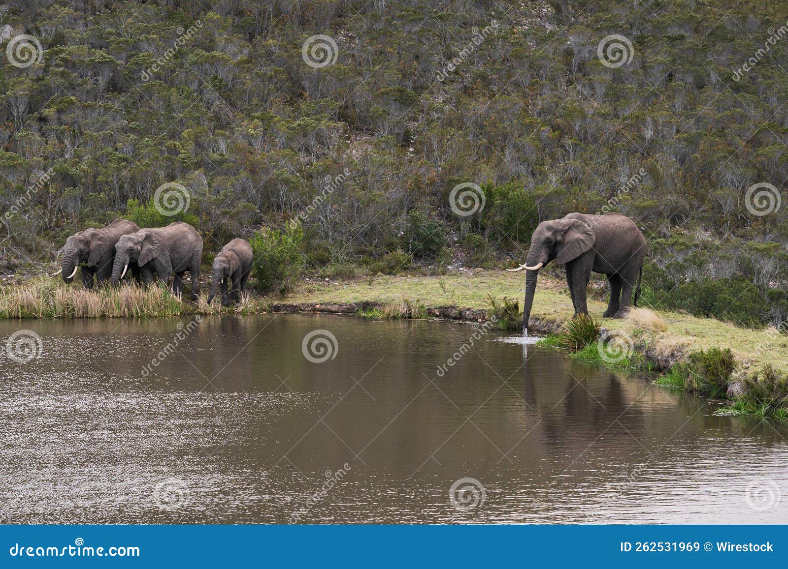 Herd of Elephants Drinking Water in a Pond Stock Image - Image of ...