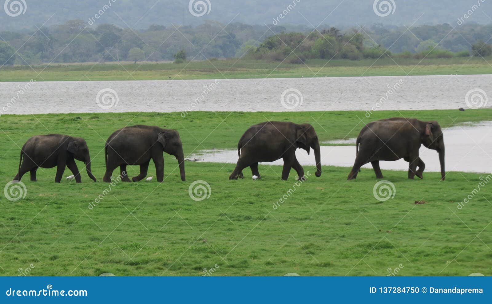 A Herd of Elephants Marching Stock Photo - Image of endangered ...