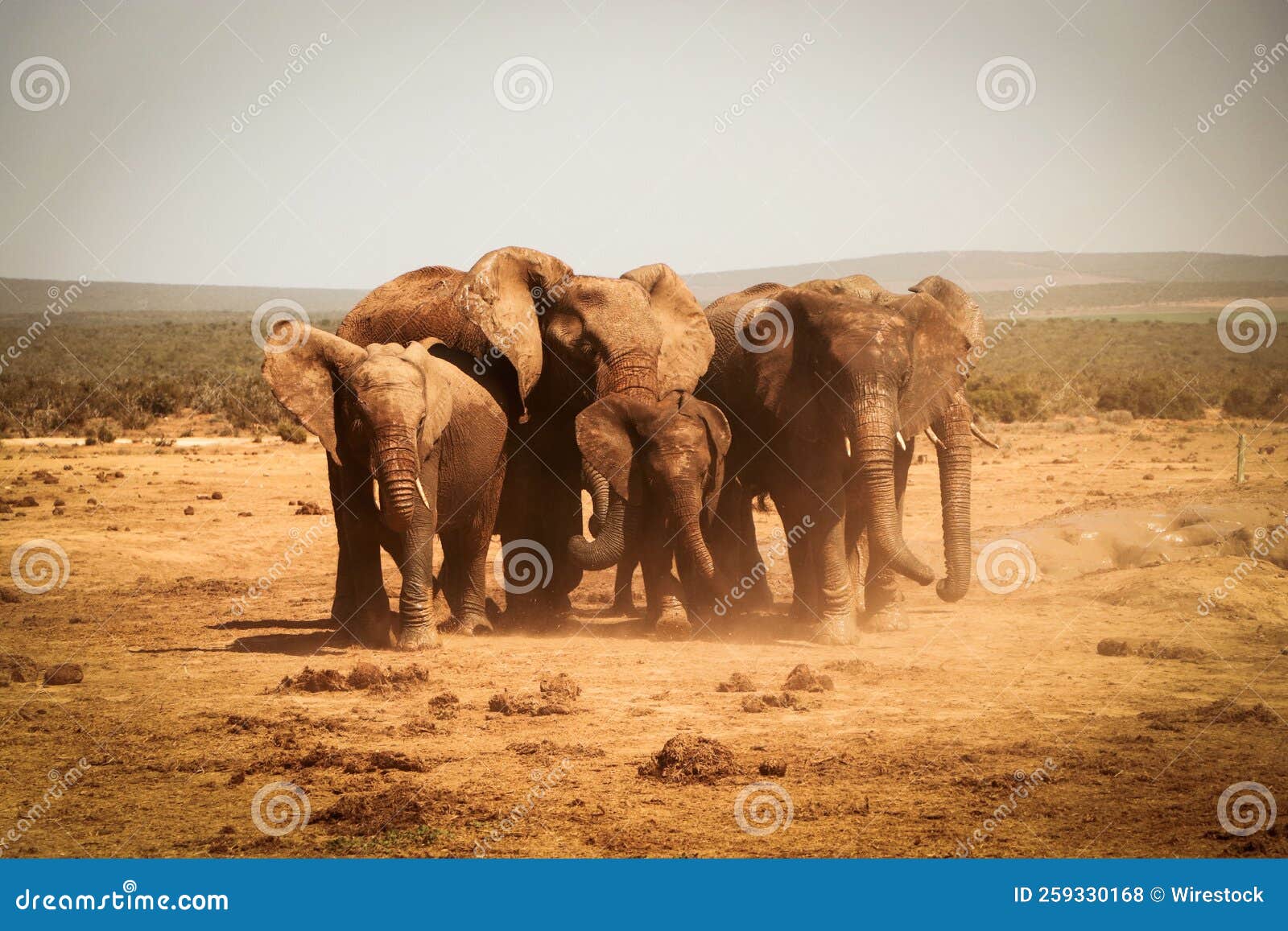 Herd of Elephants Standing in a Circle in the Middle of a Safari Park ...