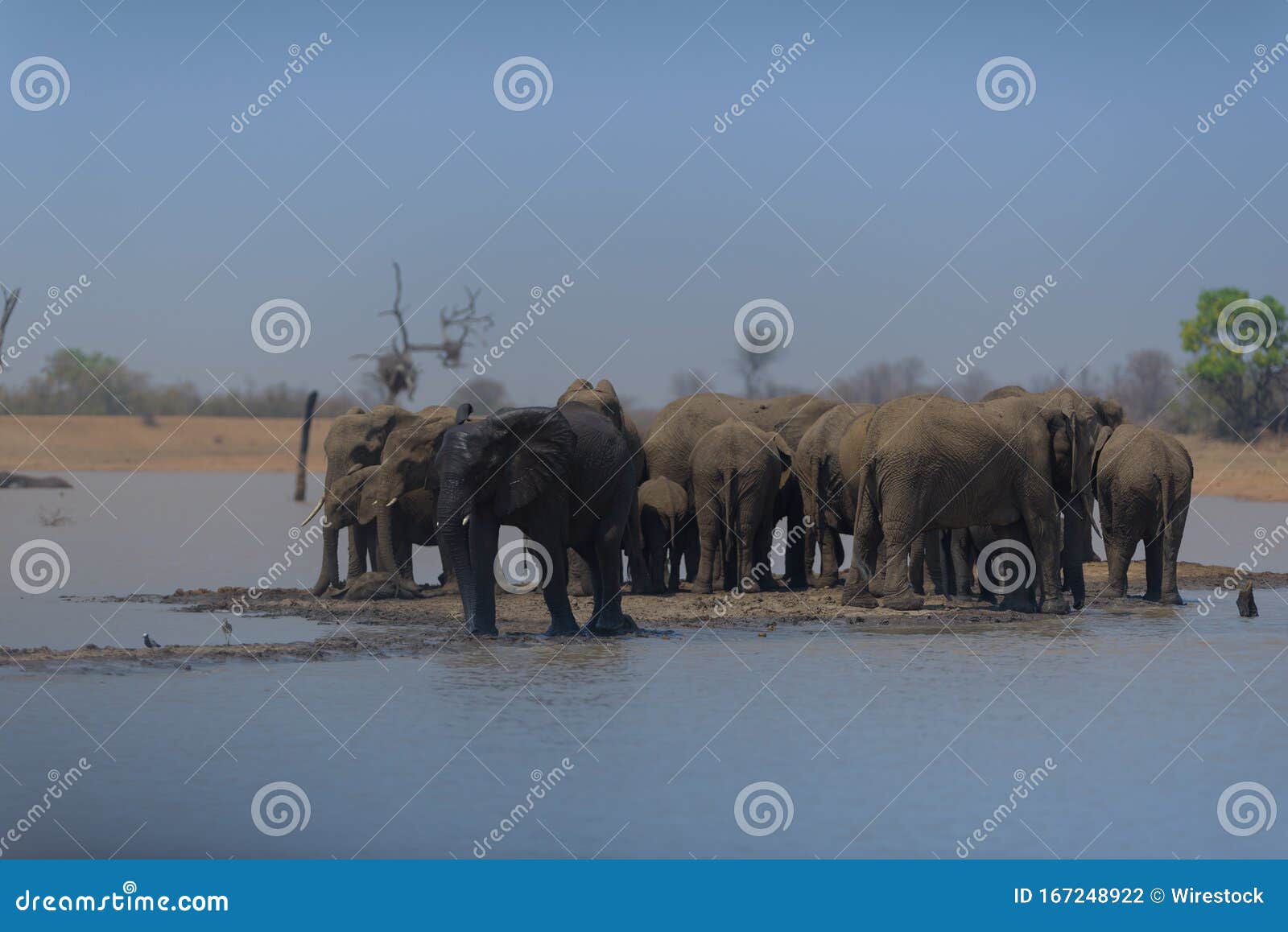 Herd of Elephants Standing N the Middle of a Pond Stock Photo - Image ...