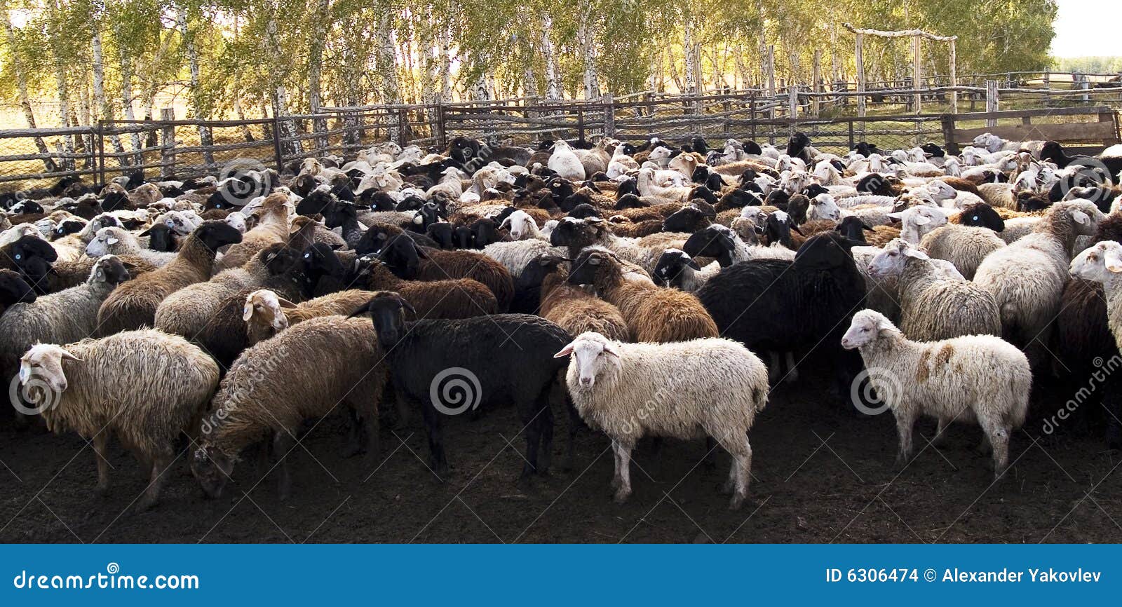 Herd of the ewes stock photo. Image of herd, large, black - 6306474