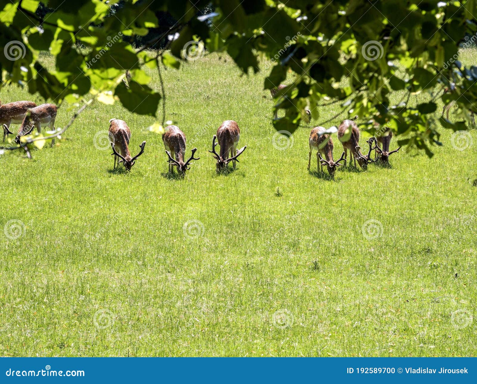Herd Of Fallow Deer Dama Dama During Summer Afternoon In English ...