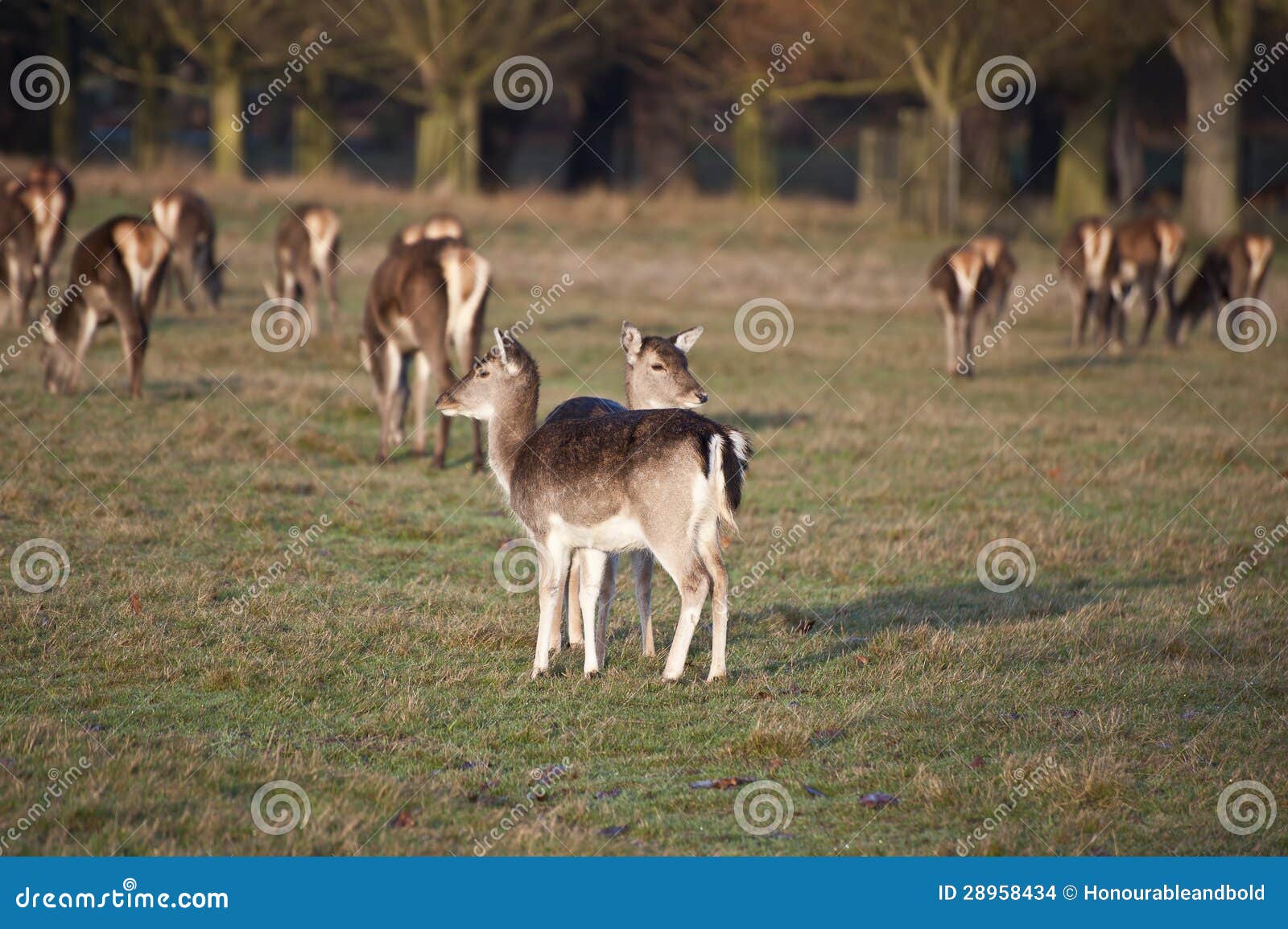 Herd of Fallow Deer with Fawns in Forest Landscape Stock Photo - Image ...