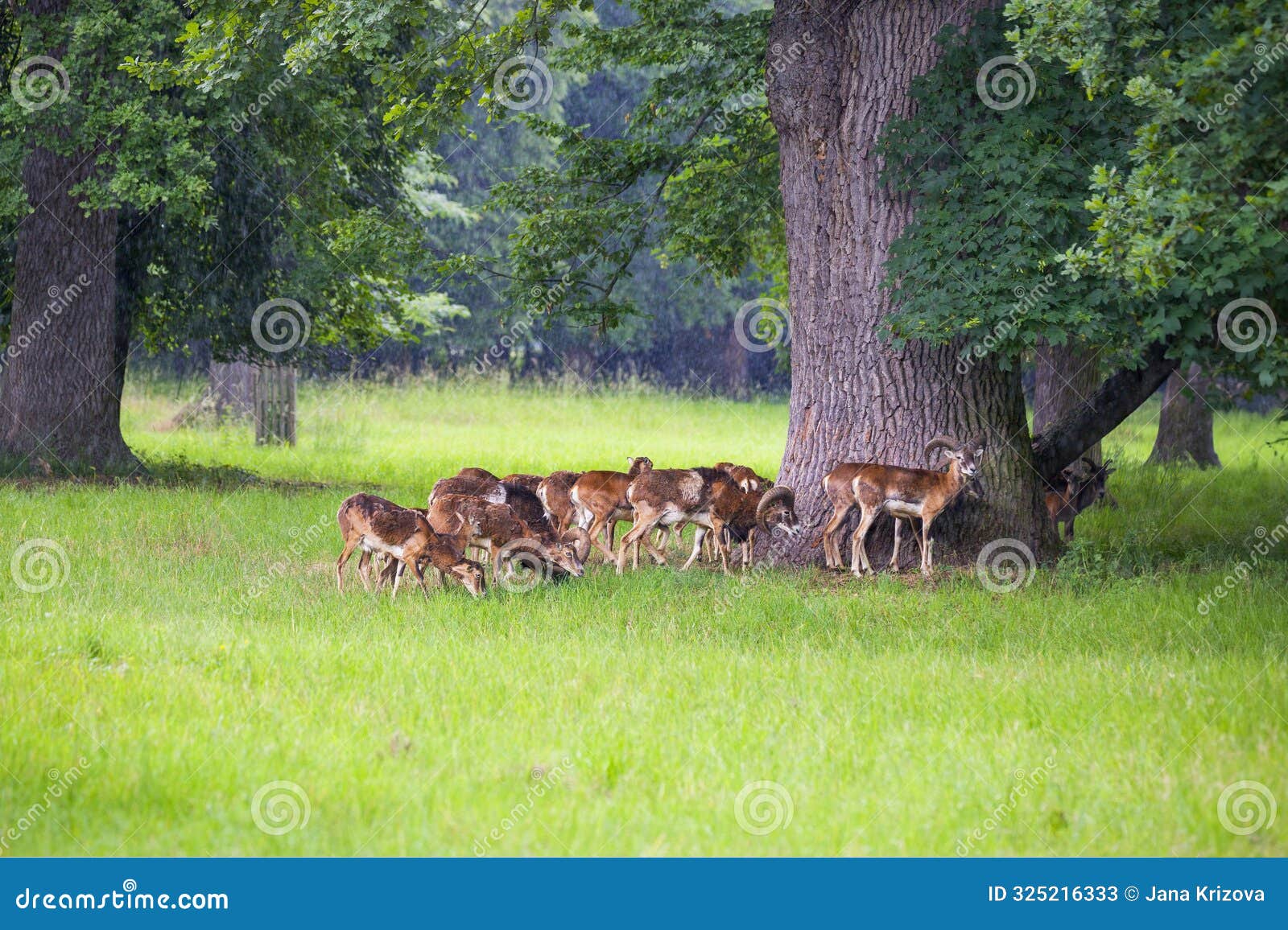 A Herd of Fallow Deer Hiding Under a Massive Tree from the Rain in the ...