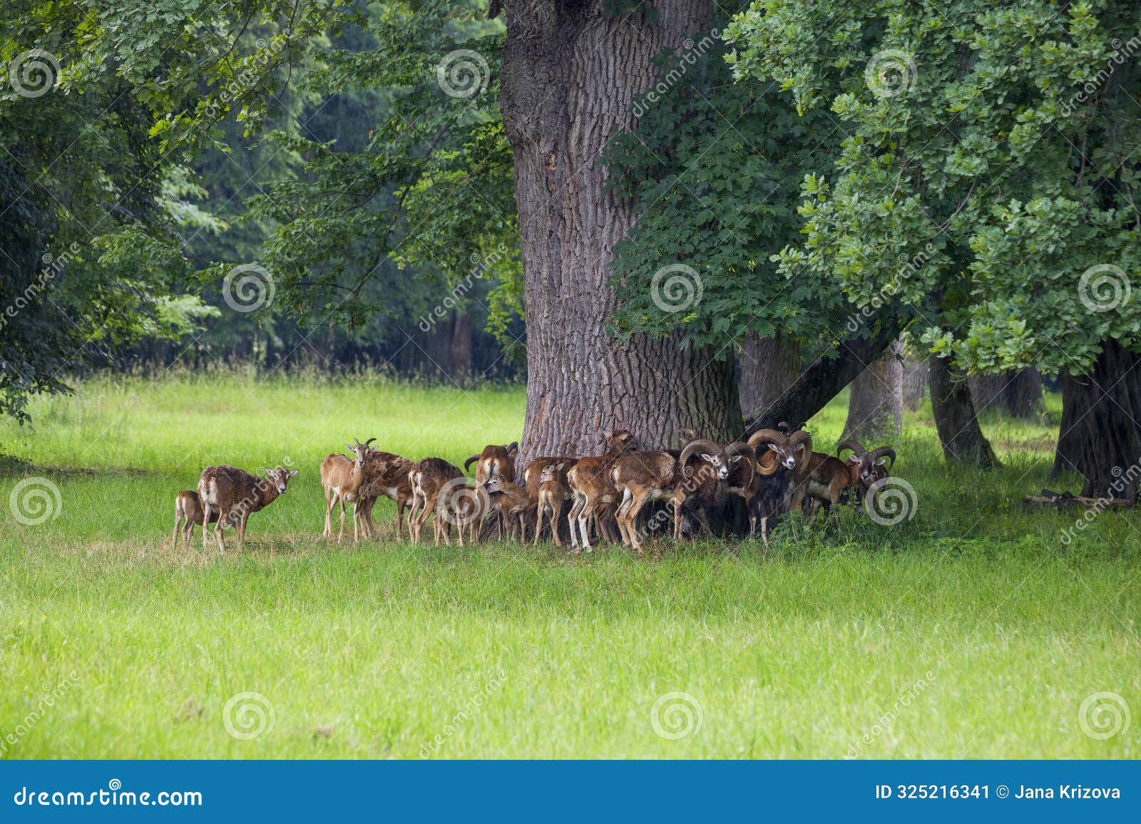A Herd of Fallow Deer Hiding Under a Massive Tree from the Rain in the ...