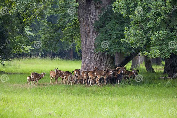 A Herd of Fallow Deer Hiding Under a Massive Tree from the Rain in the ...