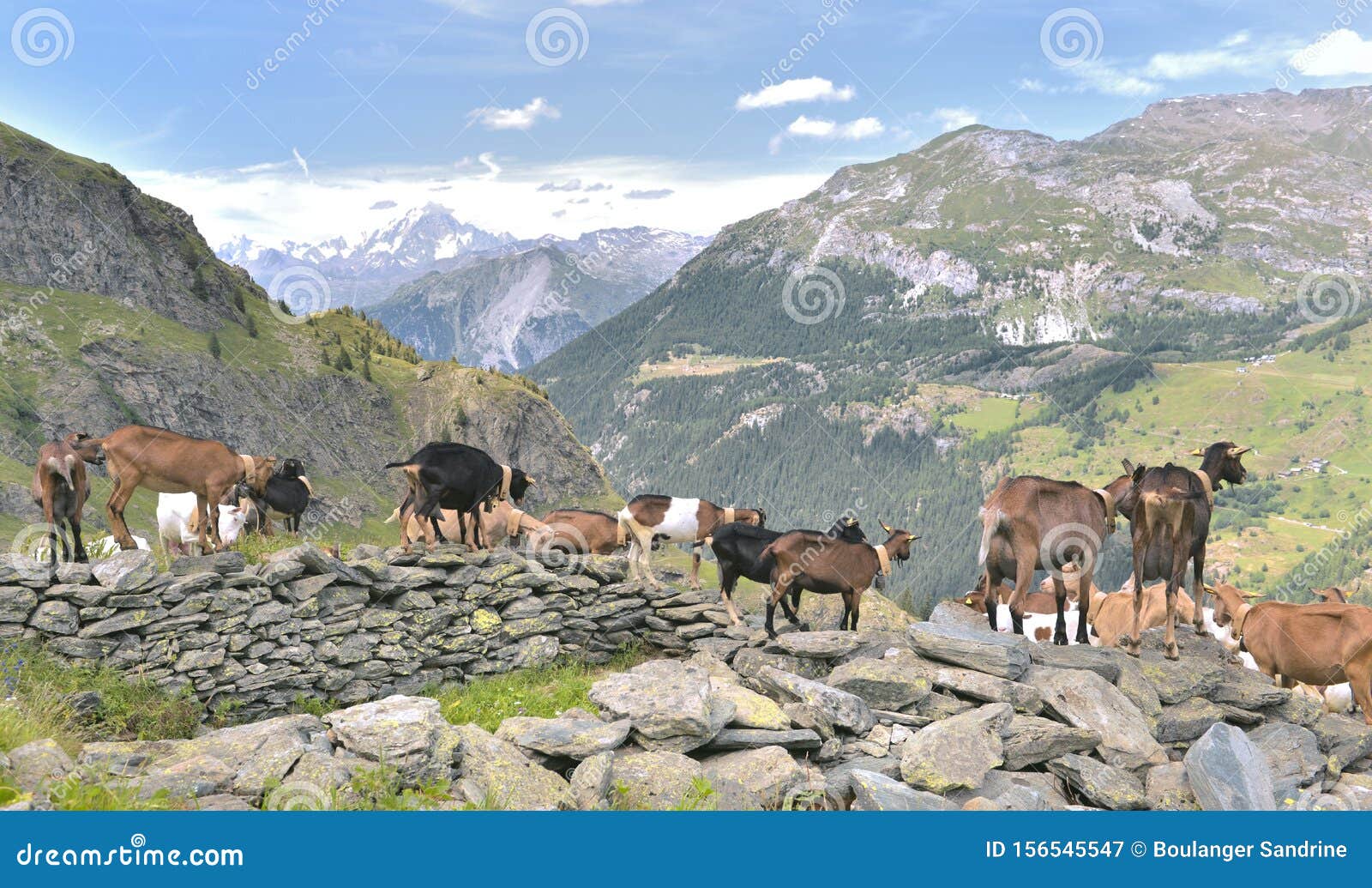 Herd of Farm Goats in Alpine Mountain Landscape Stock Image - Image of ...
