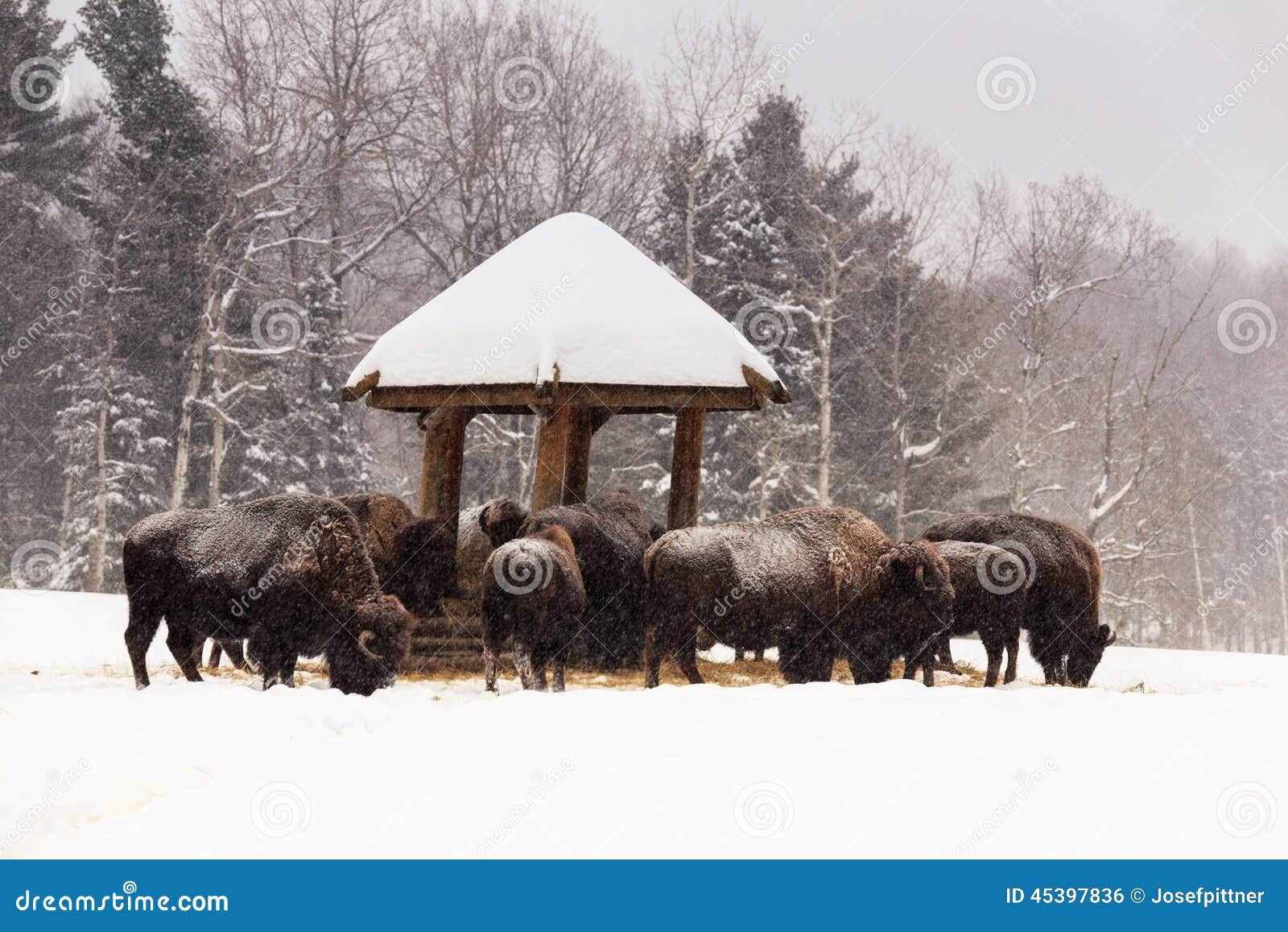 A herd of feeding buffalo stock photo. Image of coyotes - 45397836