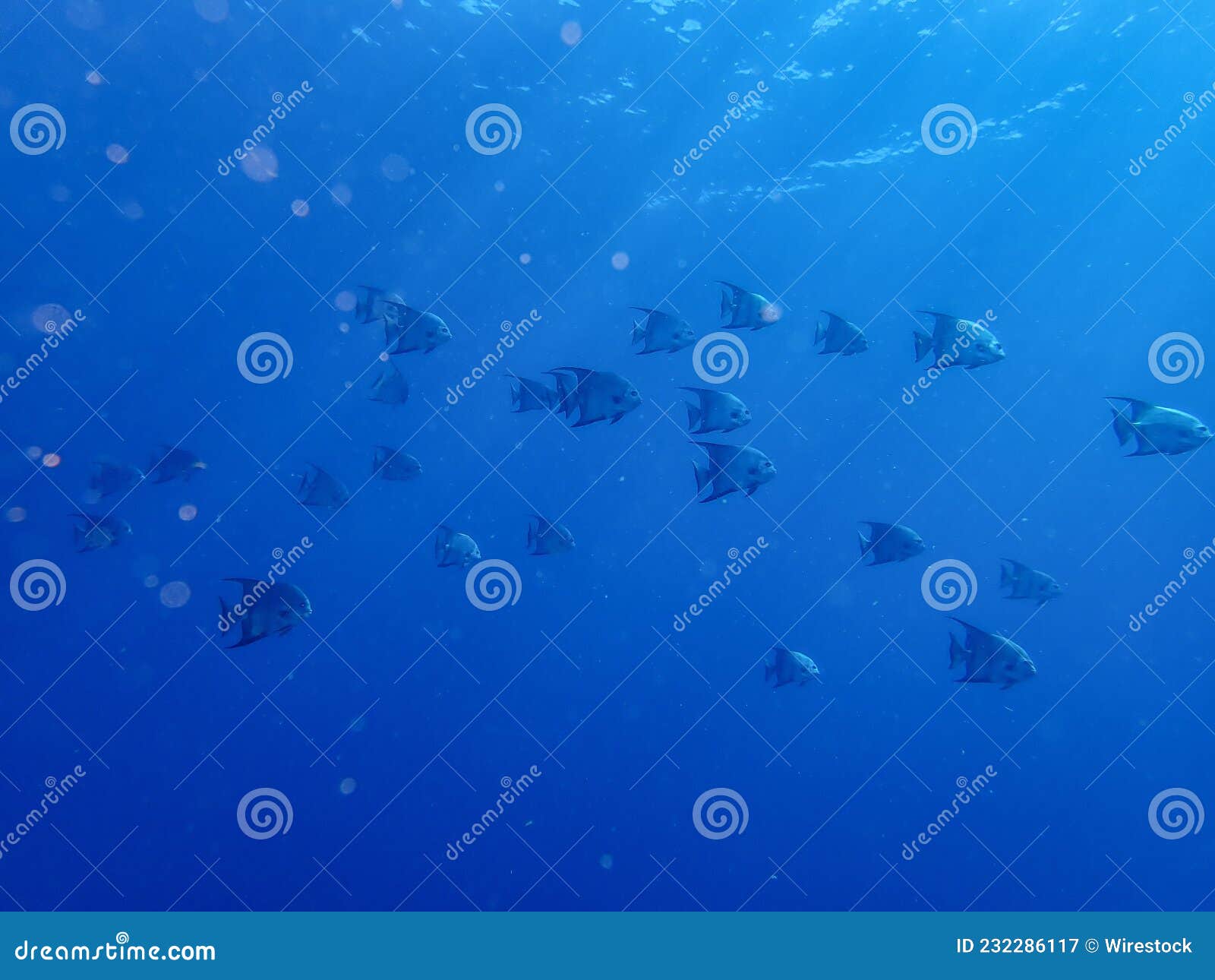 Herd of Fish Swimming in a Deep Blue Sea Stock Image - Image of water ...