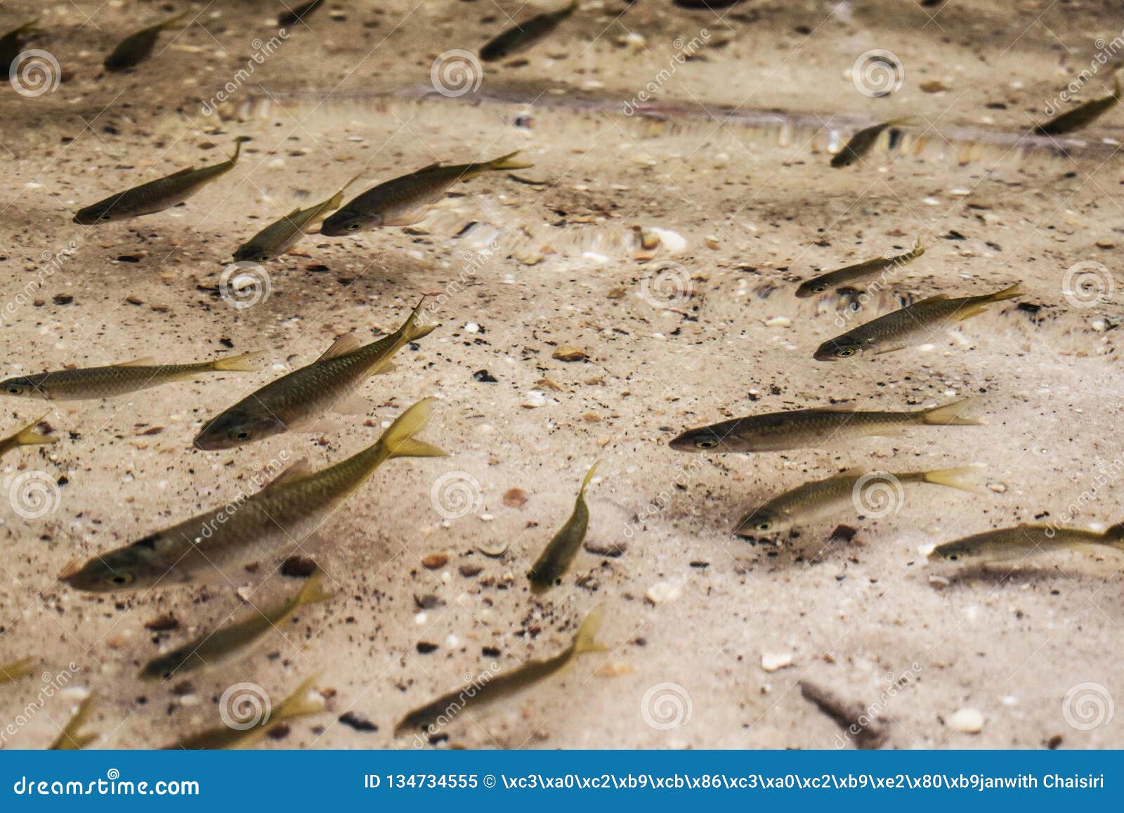 Herd of Fish Swimming when Look Form Top View Surface of Wate Stock ...