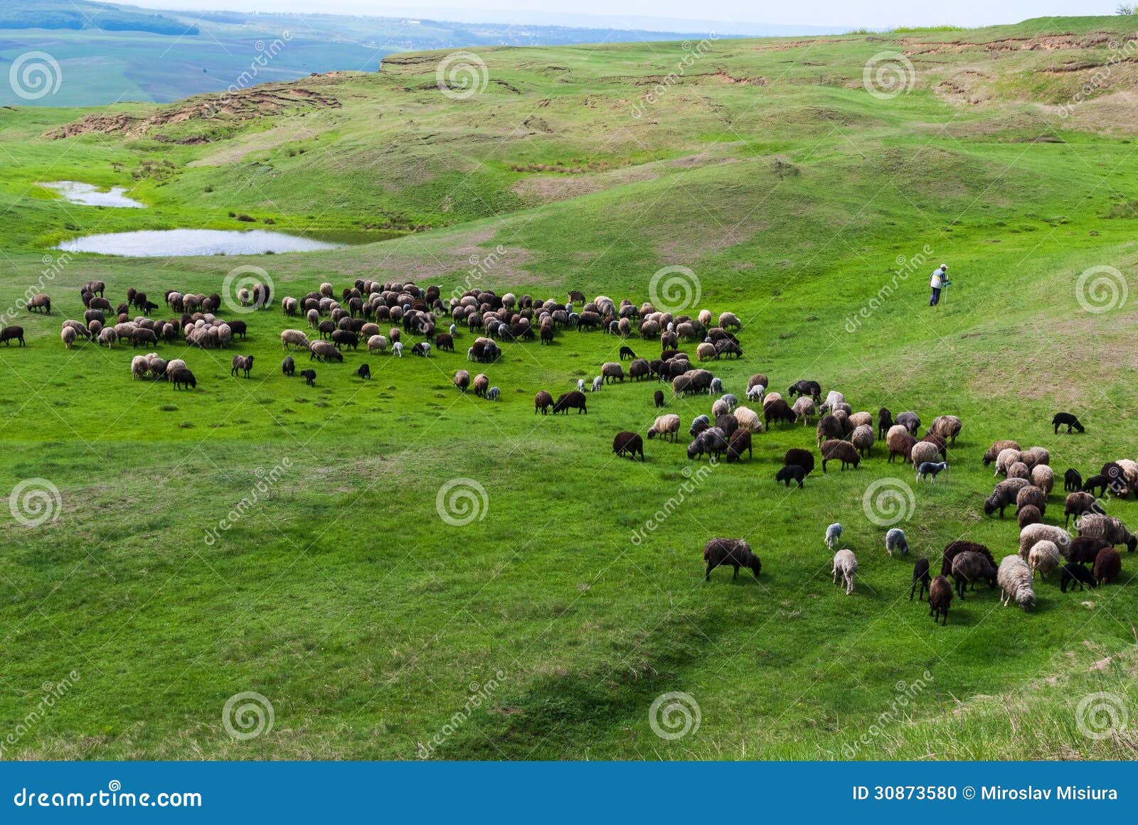 Herd stock photo. Image of landscapes, herd, mammals - 30873580