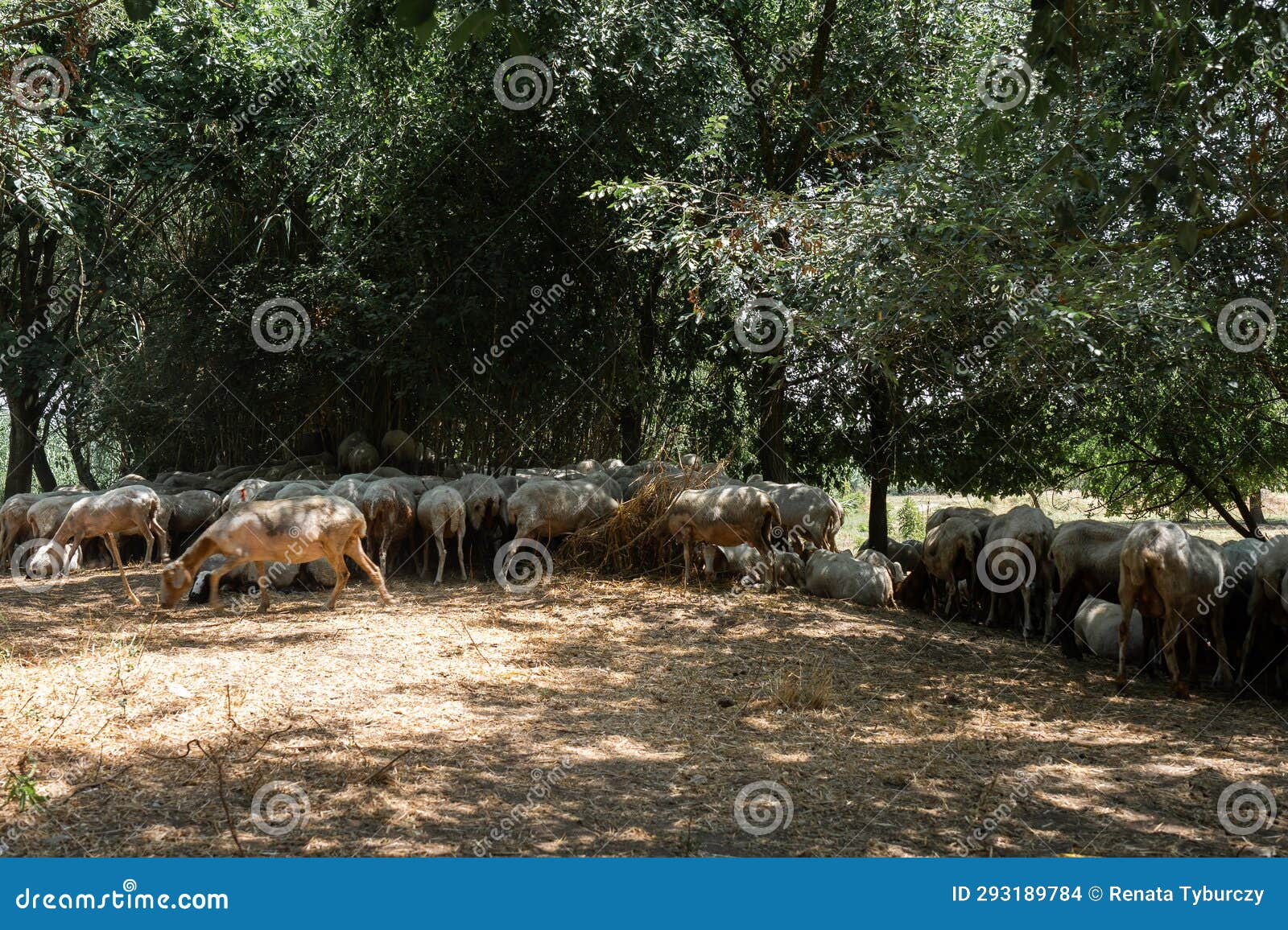 Herd or Flock of Sheep Hiding from the Sun Under Trees in the Shade ...