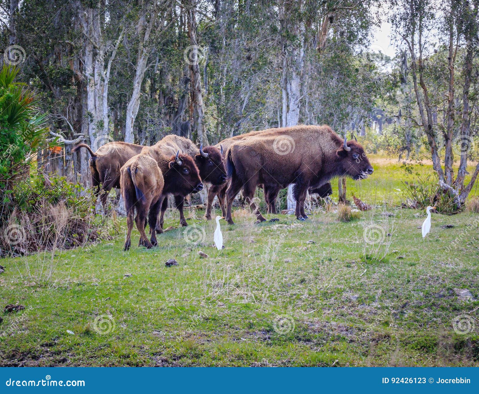 Herd of Florida Bison or Buffalo Stock Image - Image of american, teton ...
