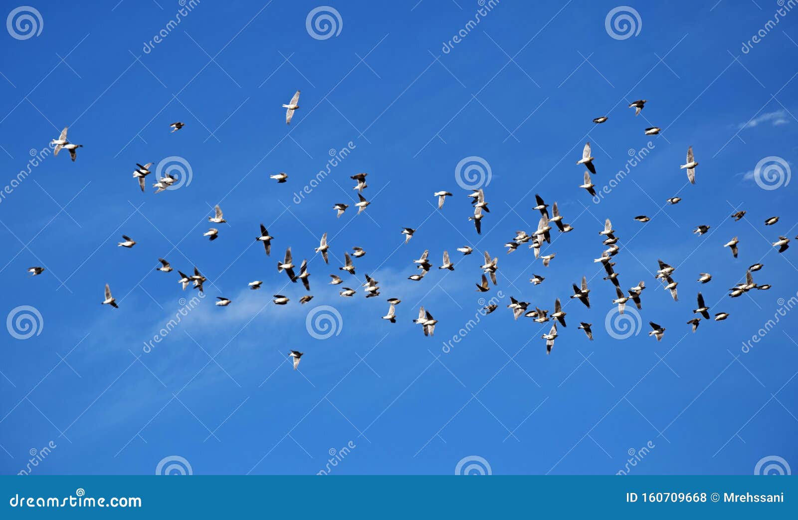A Herd of Flying Larks in Blue Sky Stock Photo - Image of bird, flying ...