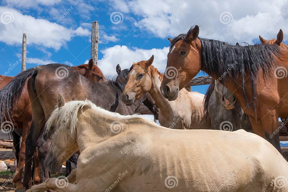 Herd of foals stock image. Image of rest, meadow, nature - 110542371