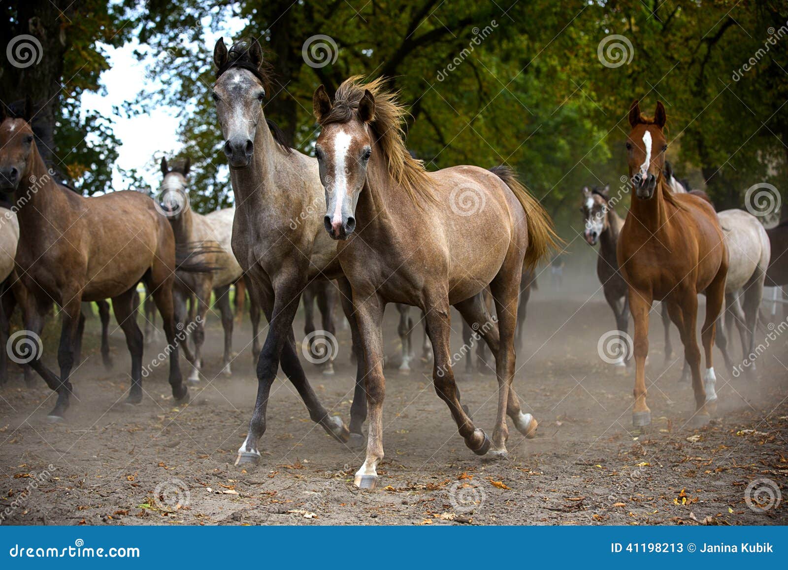 Herd of Foals in the Pasture Stock Image - Image of mare, landscape ...