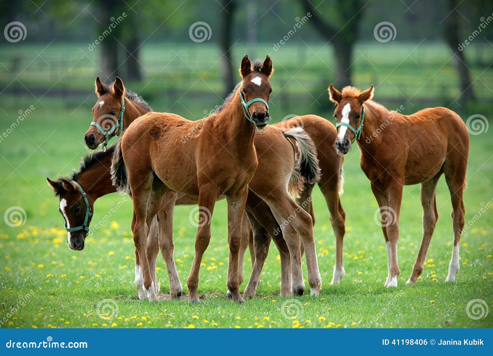 Herd of Foals in the Pasture Stock Photo - Image of colt, foal: 41198406