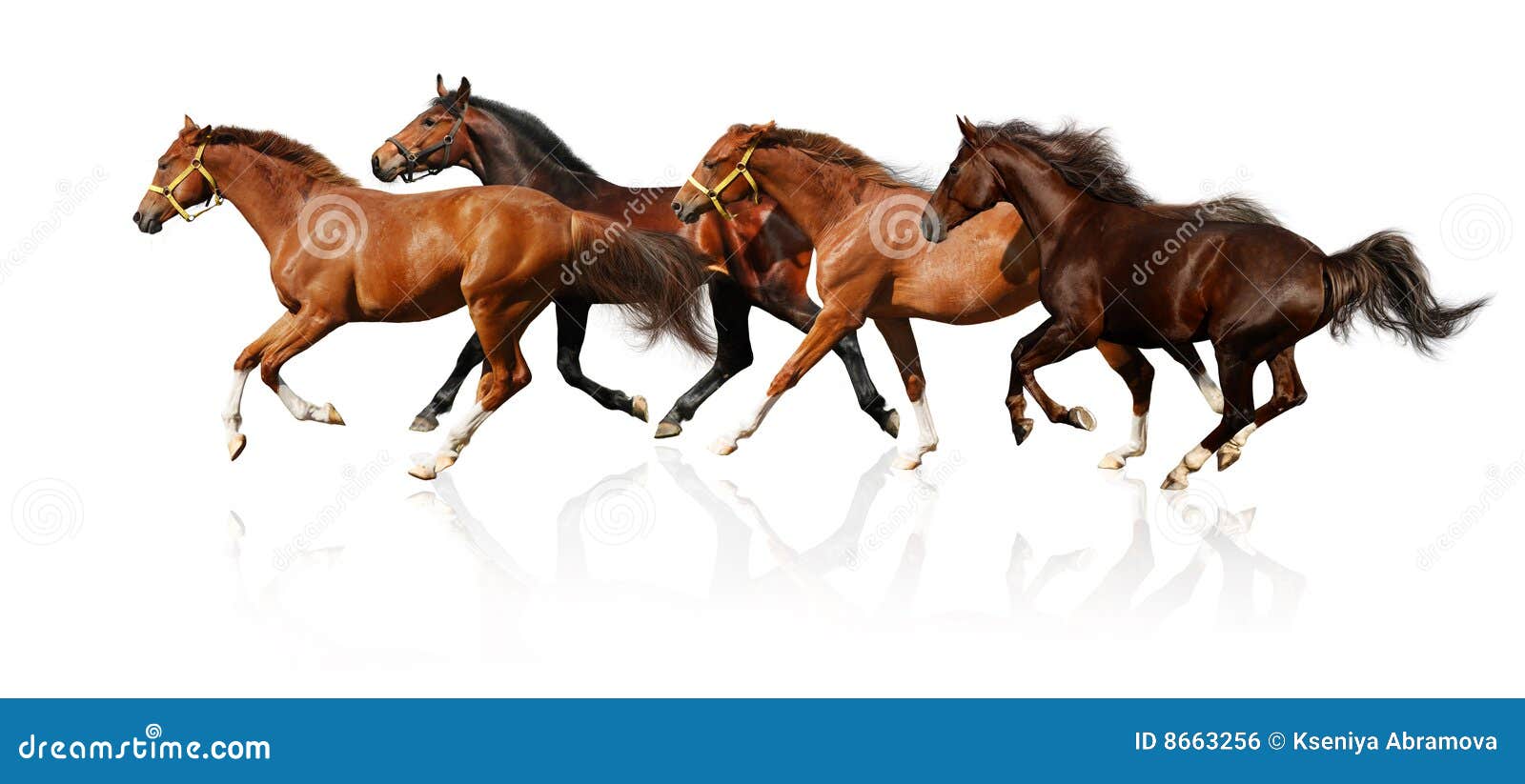 Herd gallops stock photo. Image of active, equine, chestnut - 8663256