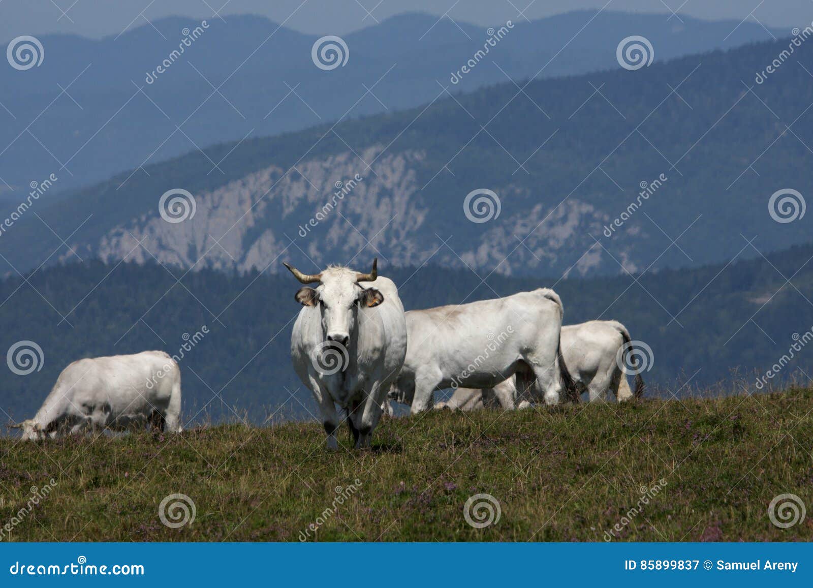 Herd of Gascon Cows in Pyrenees Stock Image - Image of animal, farming ...
