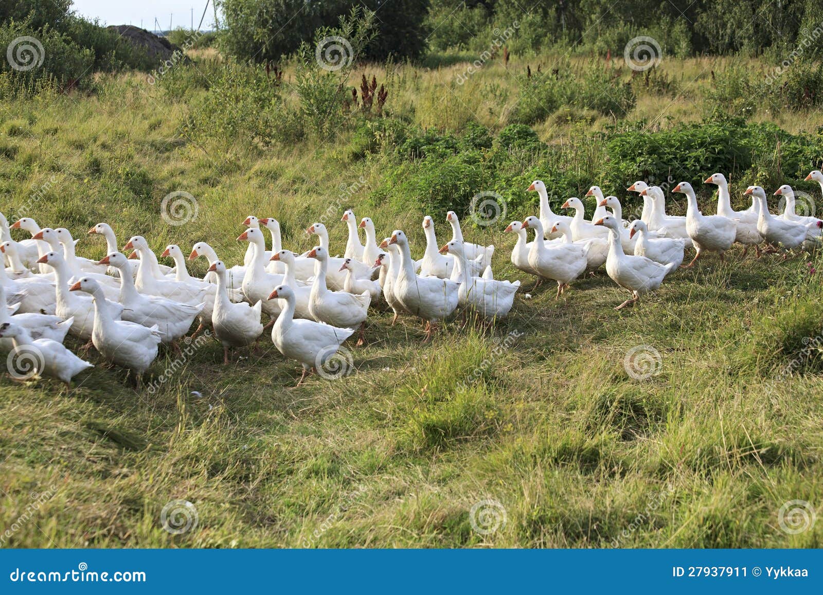 Herd geese coming home. stock image. Image of summer - 27937911