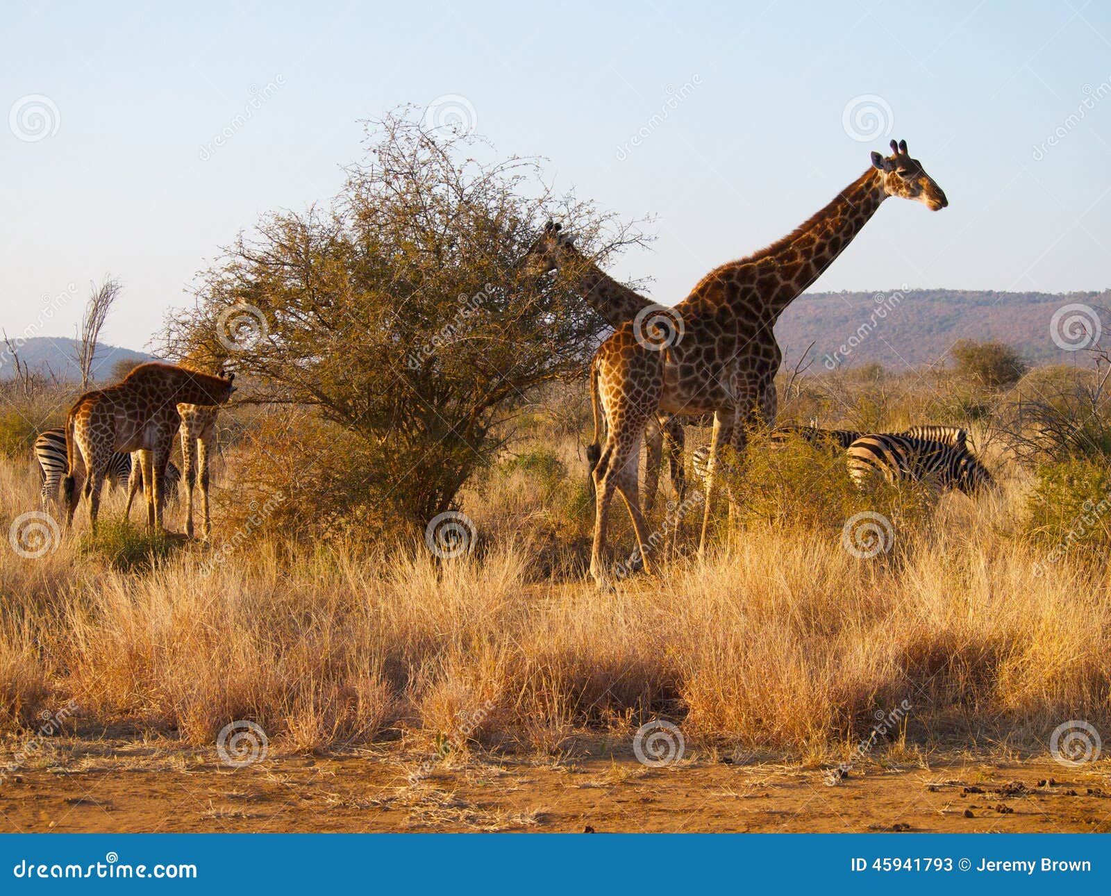 A Herd of Giraffe and Zebra Stock Image - Image of animal, giraffidae ...