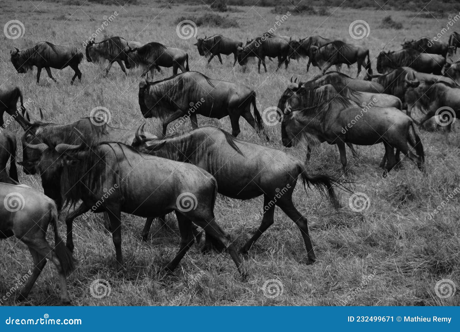 Herd Gnu Migration Masai Mara Stock Image - Image of bovine, prairie ...