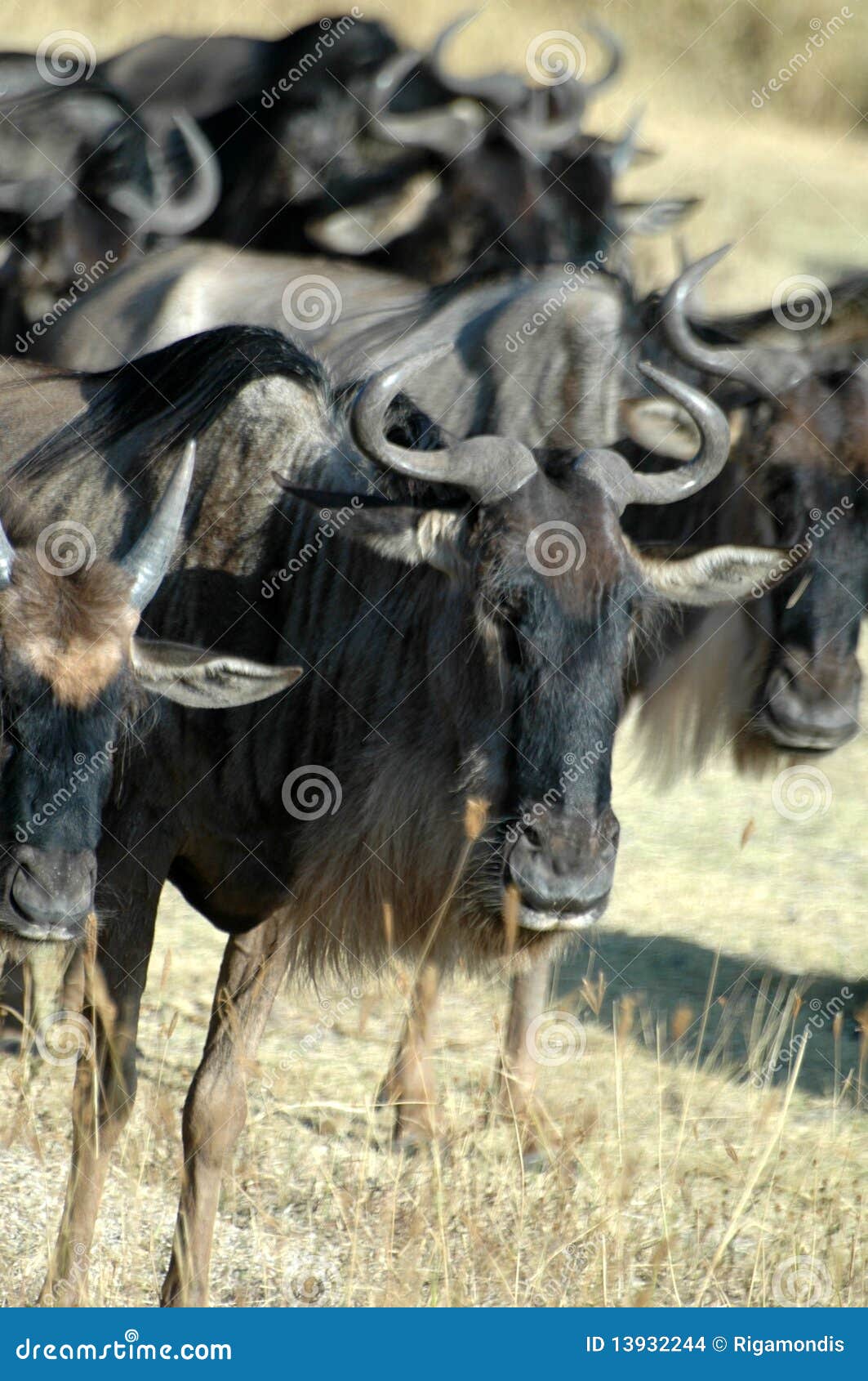 Herd of gnus stock photo. Image of serengeti, park, herbivore - 13932244