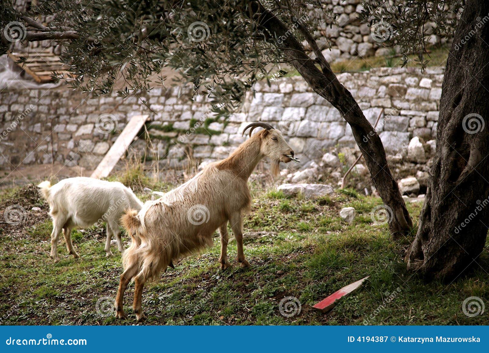 Herd of goads stock image. Image of graze, forest, dark - 4194387