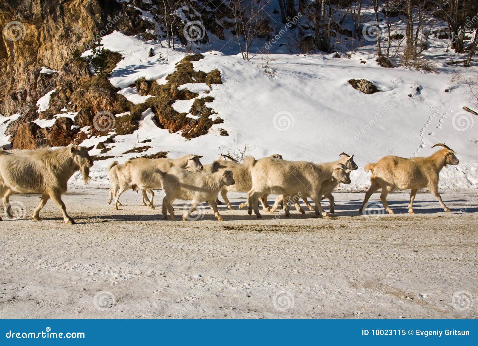 Herd of goats stock image. Image of snow, winter, herd - 10023115