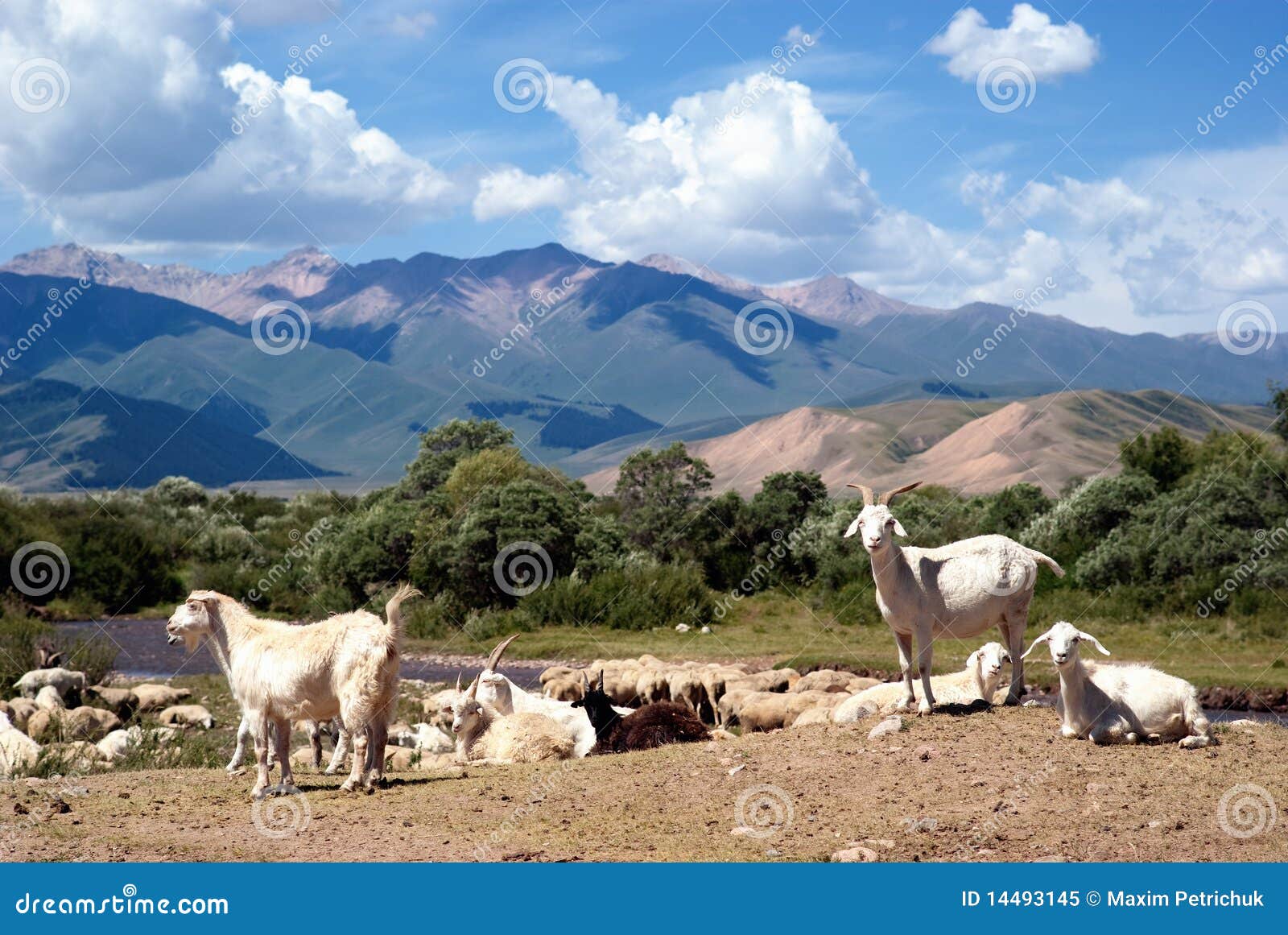 Herd of goats stock image. Image of animals, scenics - 14493145