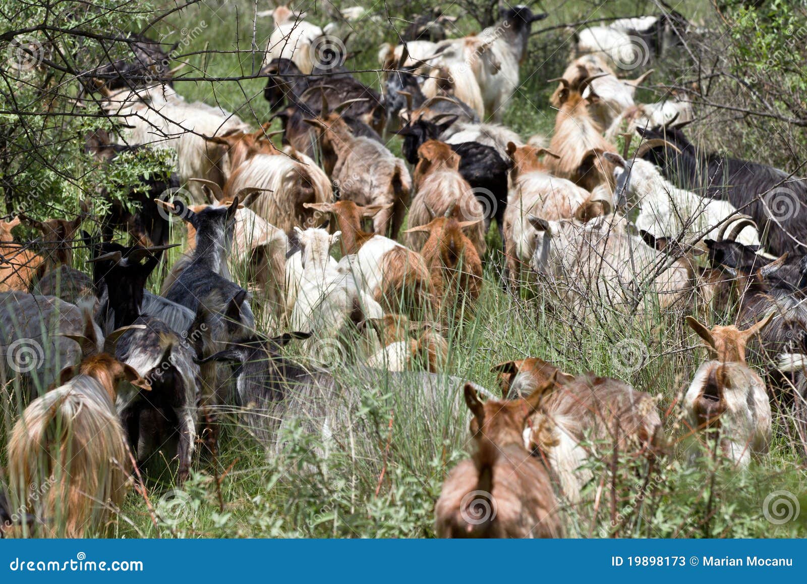 Herd of goats stock image. Image of goats, field, browse - 19898173