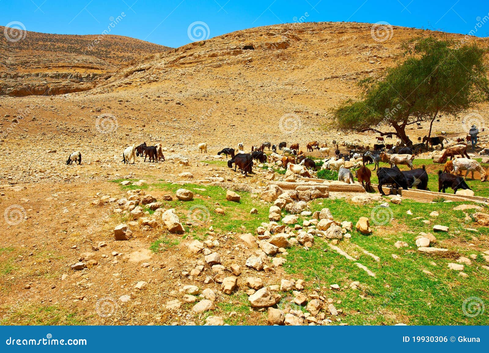 Herd of Goats stock photo. Image of breed, feed, crowd - 19930306