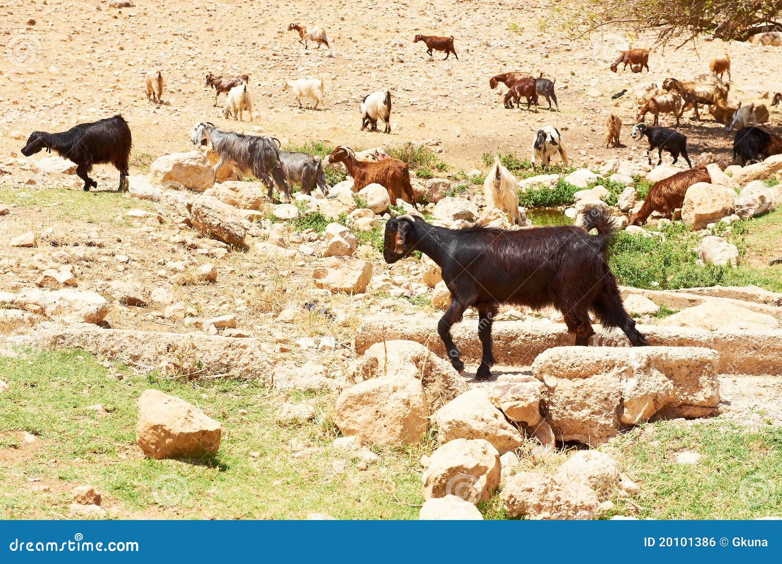 Herd of Goats stock photo. Image of agriculture, bank - 20101386