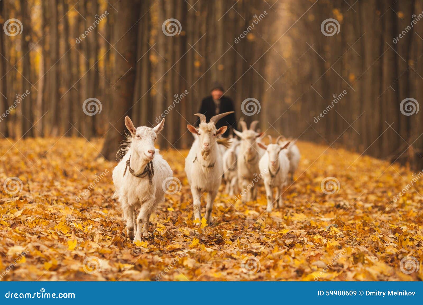 Herd of Goats in the Autumn Forest Stock Image - Image of rural, scene ...