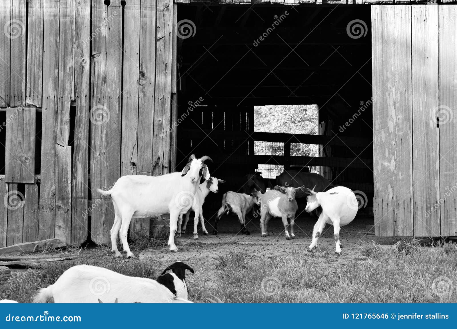 Goat life stock photo. Image of goats, door, life, barn - 121765646