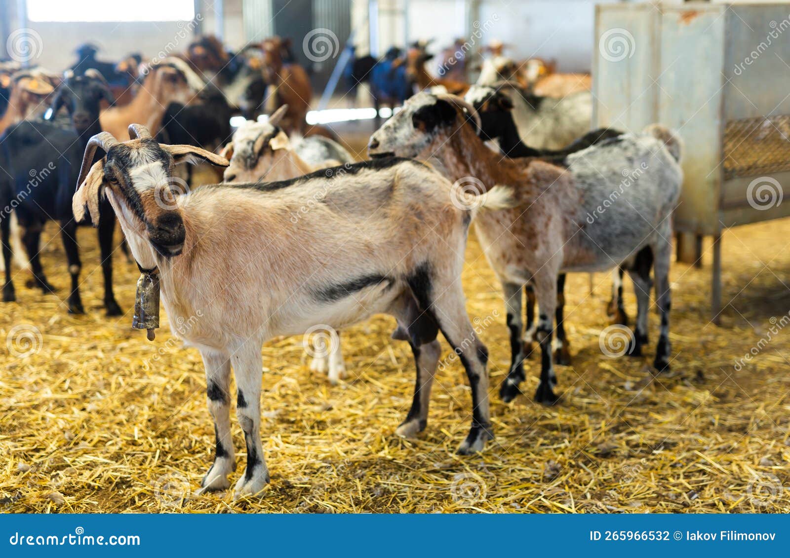 Herd of Goats in Barn at Livestock Farm Stock Photo - Image of ...