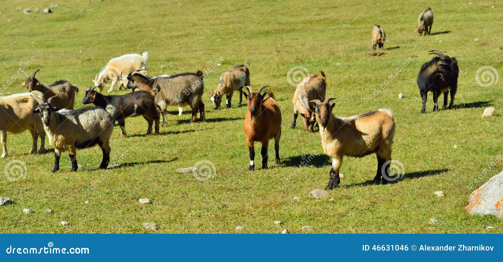 Herd of goats stock photo. Image of russia, stone, nature - 46631046