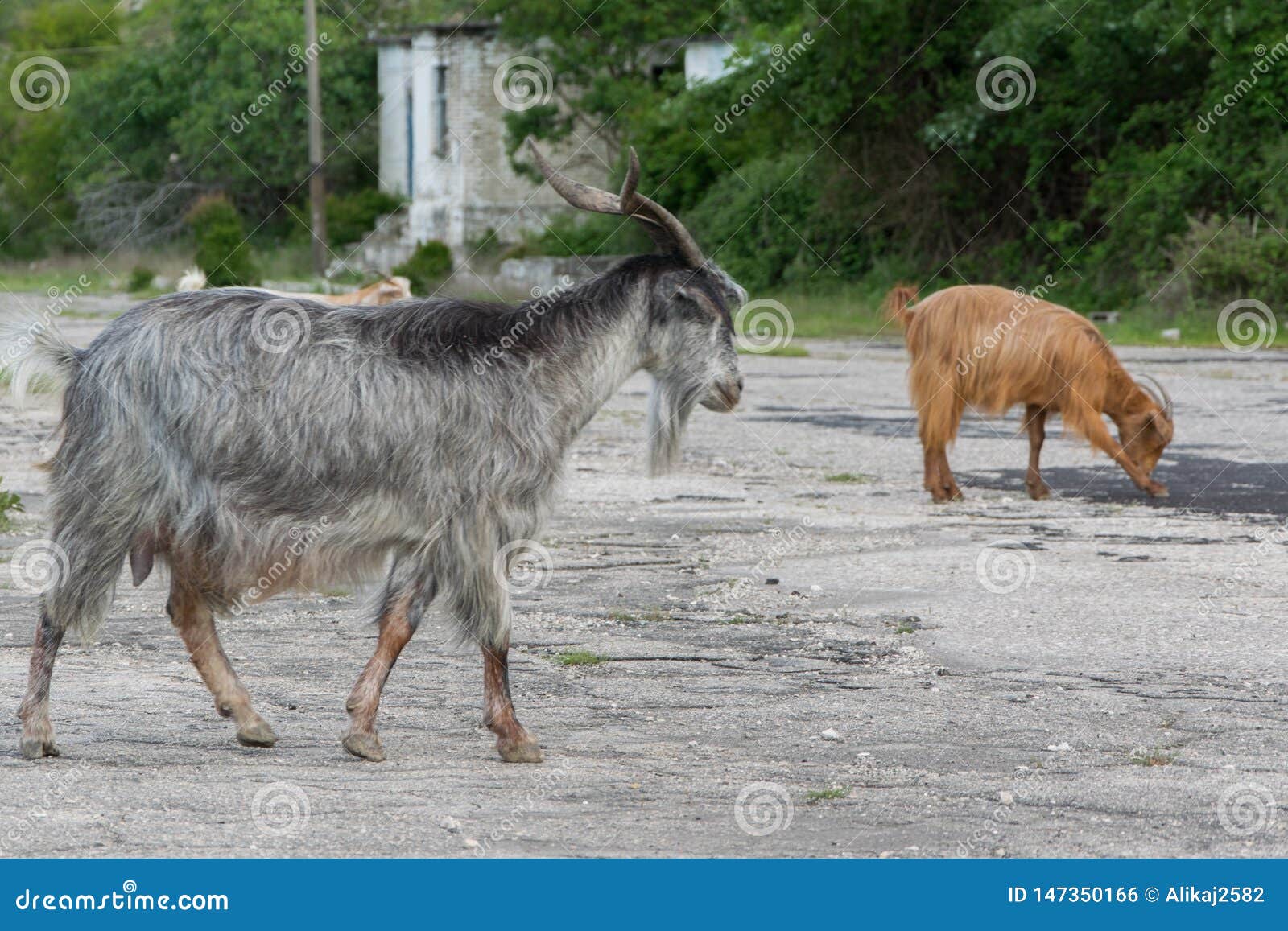 Herd of Goats Crosses the Road in the Mountains Stock Photo - Image of ...