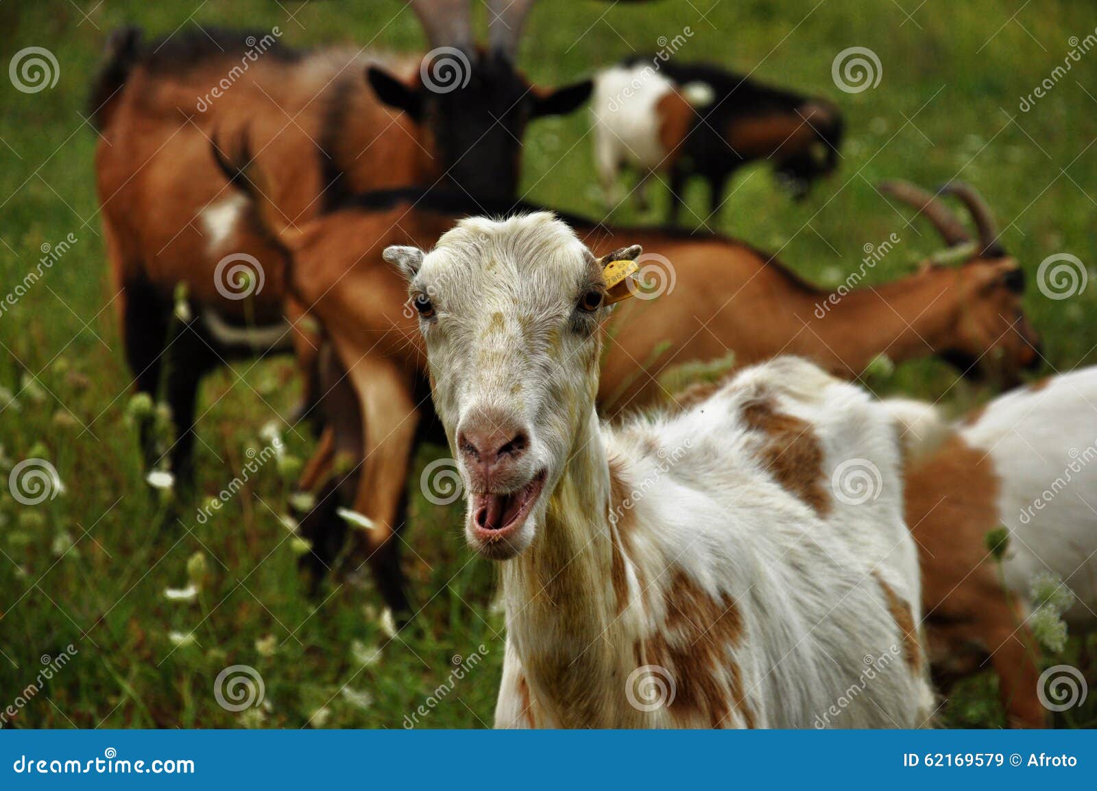 Herd of goats stock image. Image of breed, flock, animal - 62169579