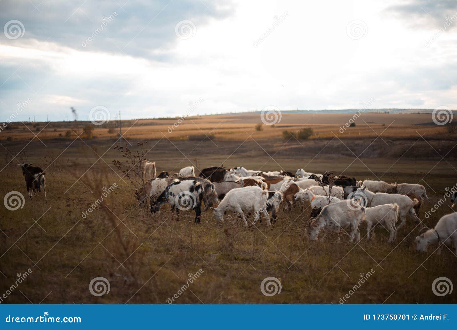 Herd of goats in field. stock image. Image of agriculture - 173750701
