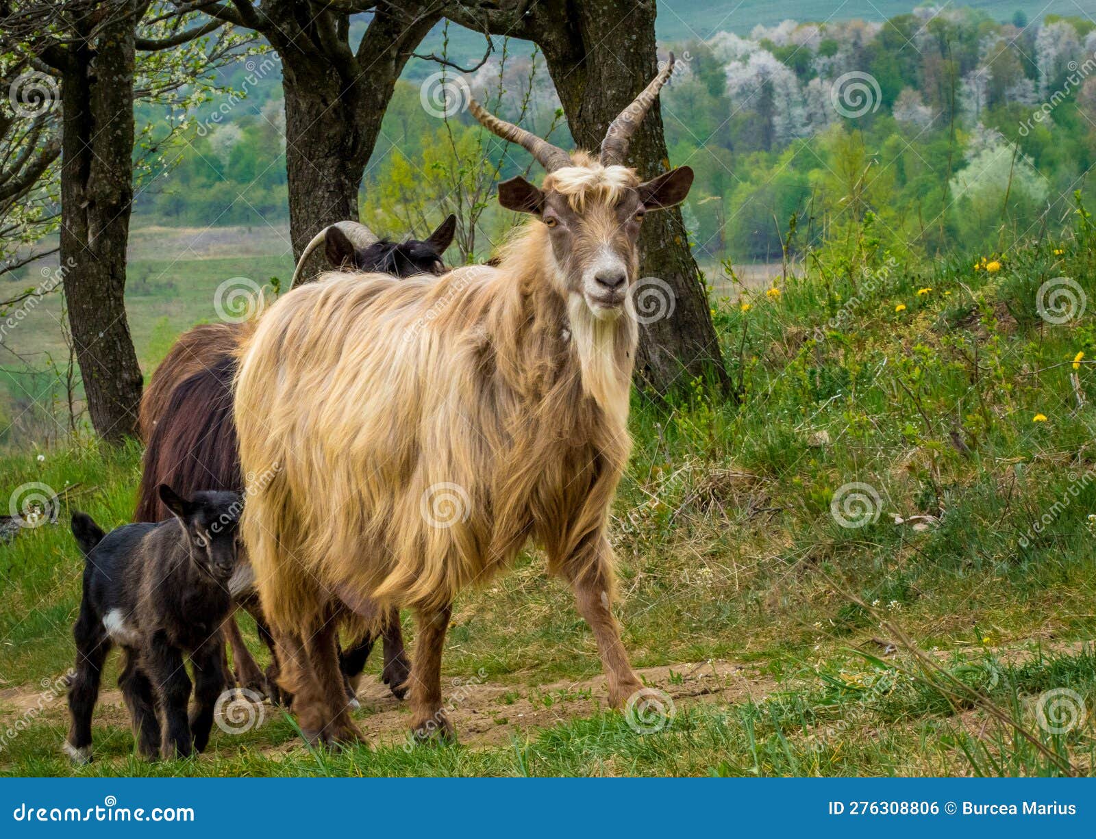 Herd of Goats in the Field 01 Stock Photo - Image of agriculture ...